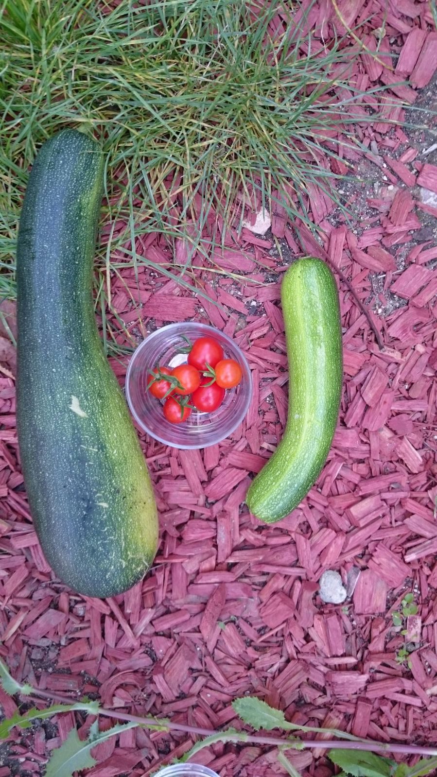 Ça pousse ! - S'épanouir autrement - Ecole Privée Maternelle et ...